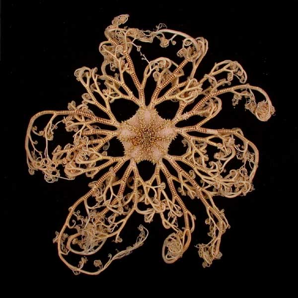 SERTC: Echinoderm Workshop